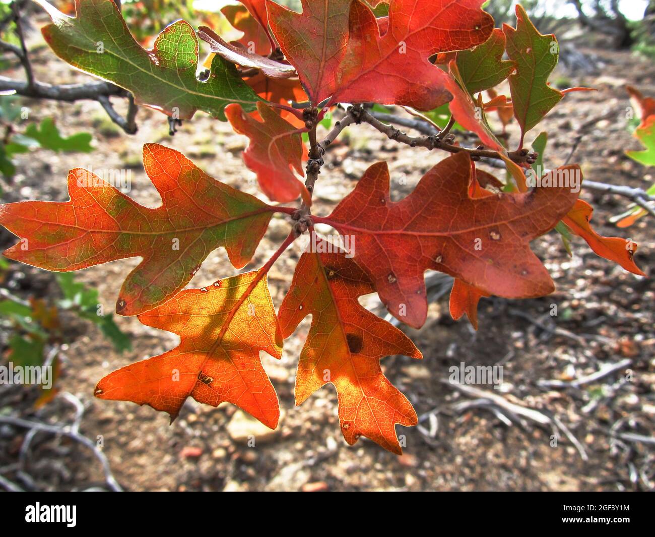 Red oak fall foliage hi-res stock photography and images - Alamy