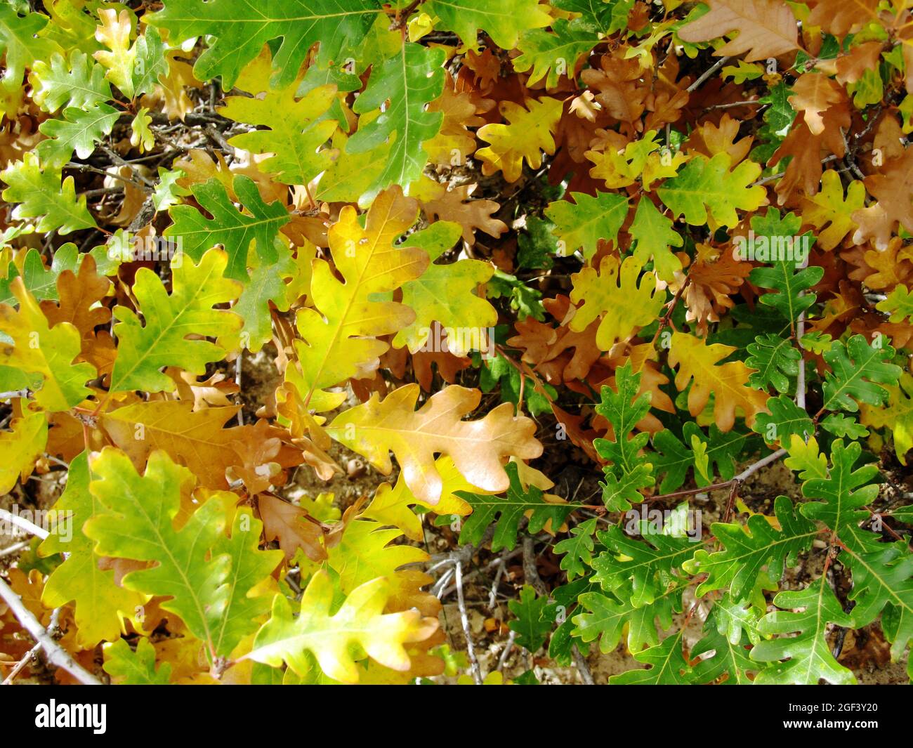 Leaves of a Brush oak, Quercus Gambelli, a small scrubby tree, in the ...