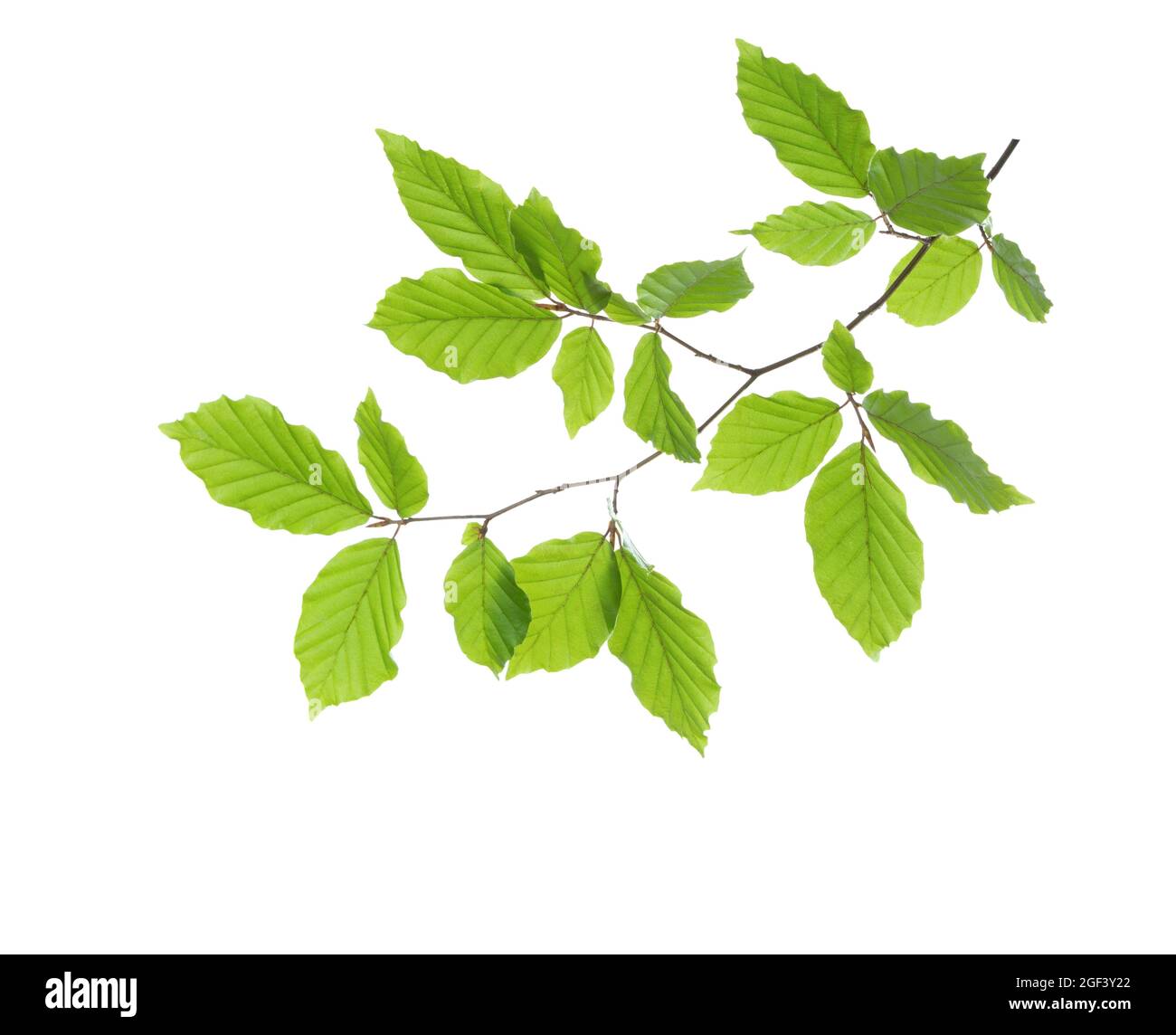 Beech branch with fresh green leaves isolated on white background ...