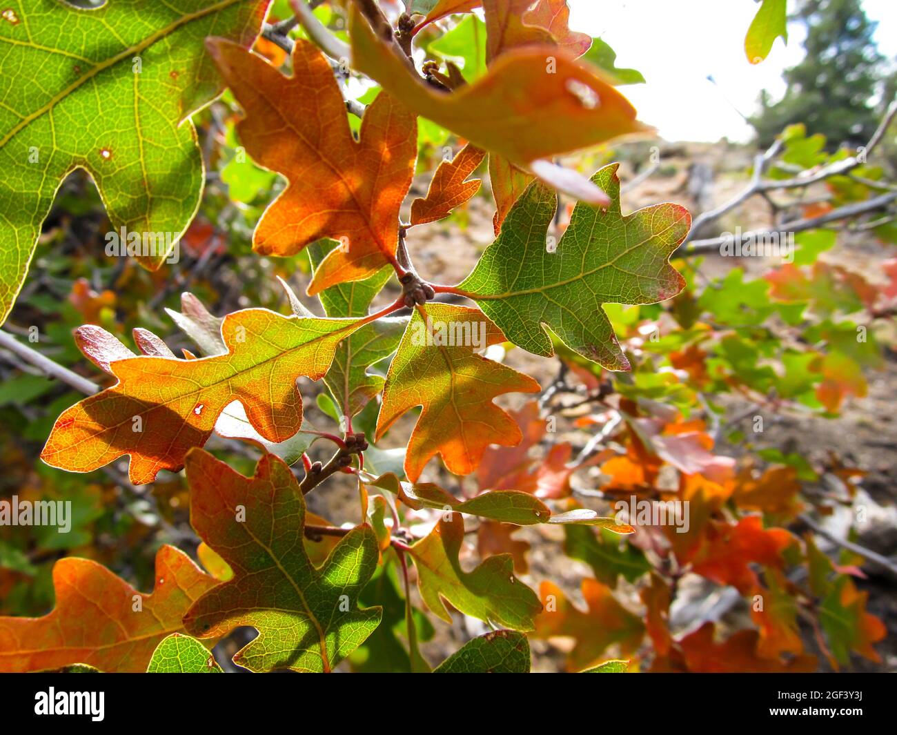 Back lit oak tree hi-res stock photography and images - Alamy