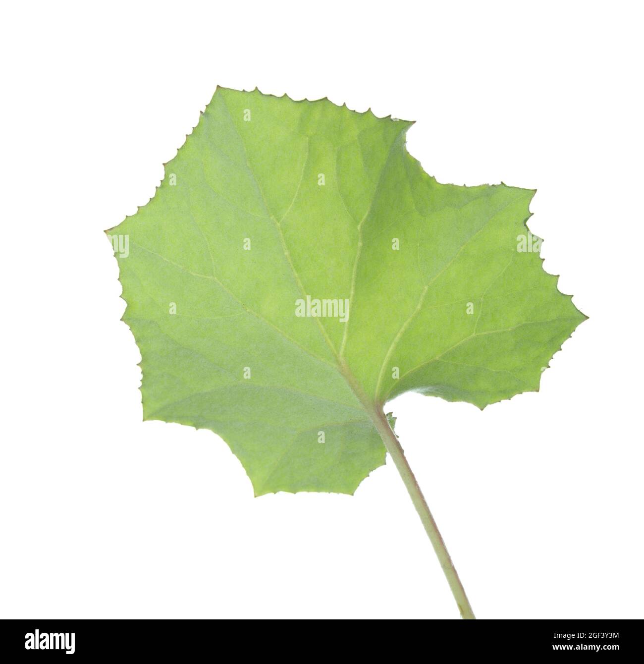 Fresh green Coltsfoot leaf isolated on white background. Leaf abaxial ...