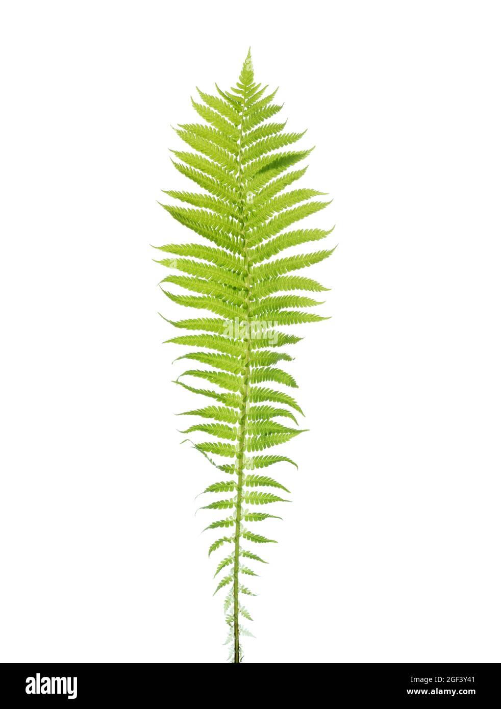 Young leaf of Fern isolated on white Stock Photo - Alamy