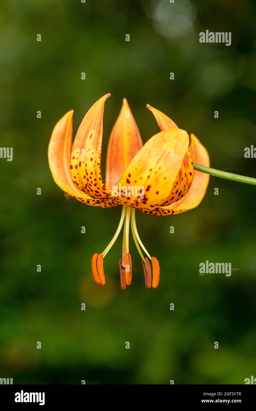 Beautiful single lily flower in close-up with out of focus background ...