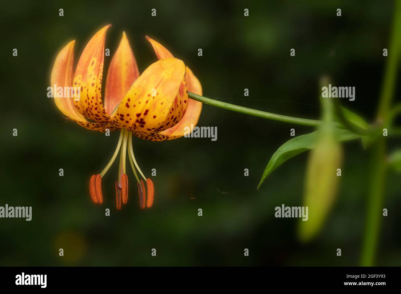 Beautiful single lily flower in close-up with out of focus background ...