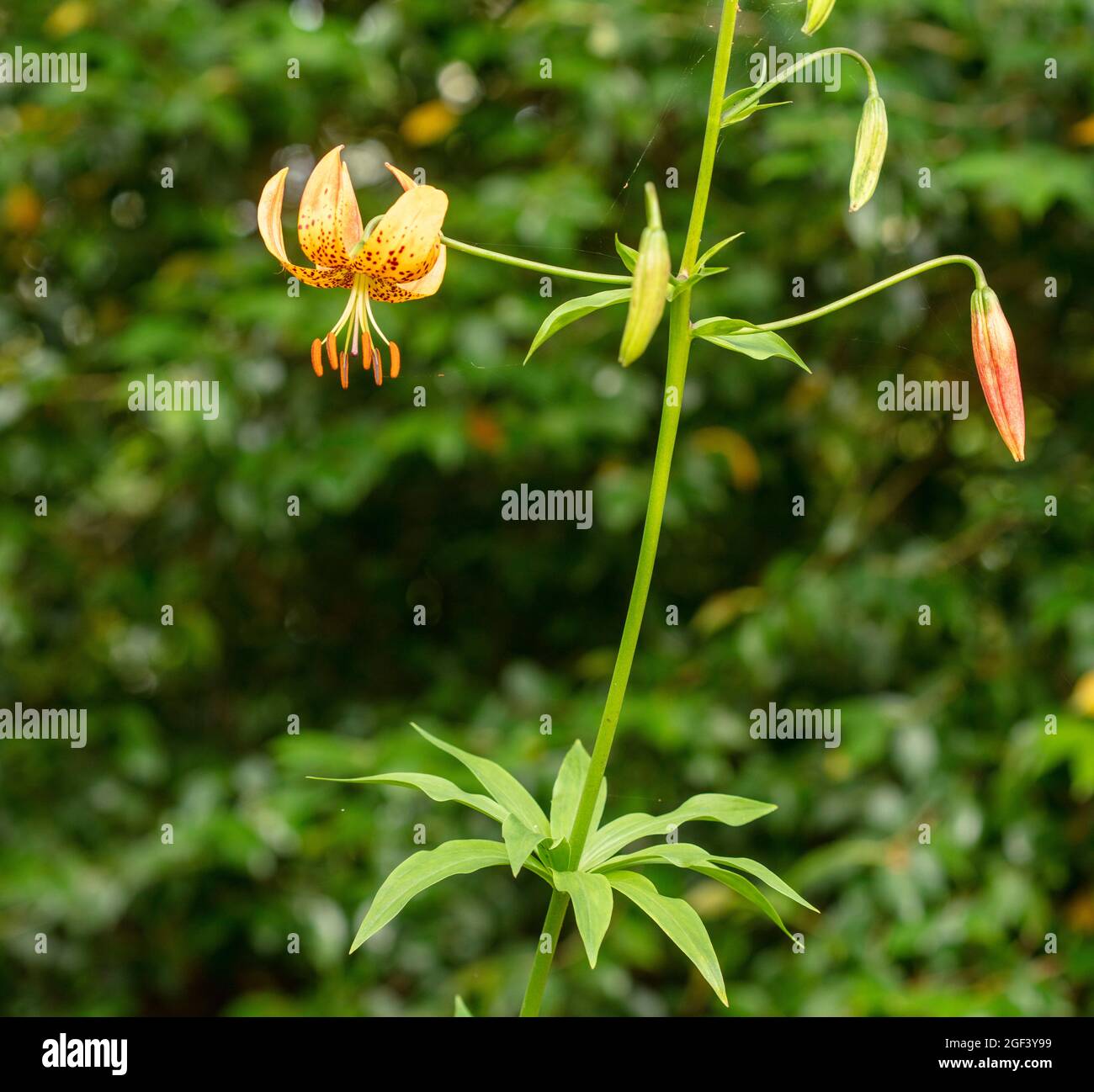 Beautiful single lily flower in close-up with out of focus background ...