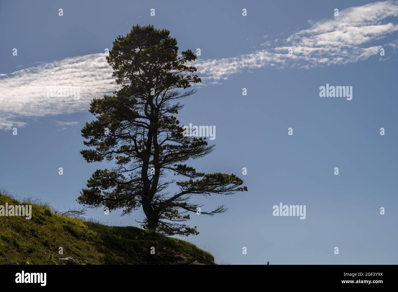 Tree on the hillside above Nant Gwrtheyrn an old quarrying village on ...