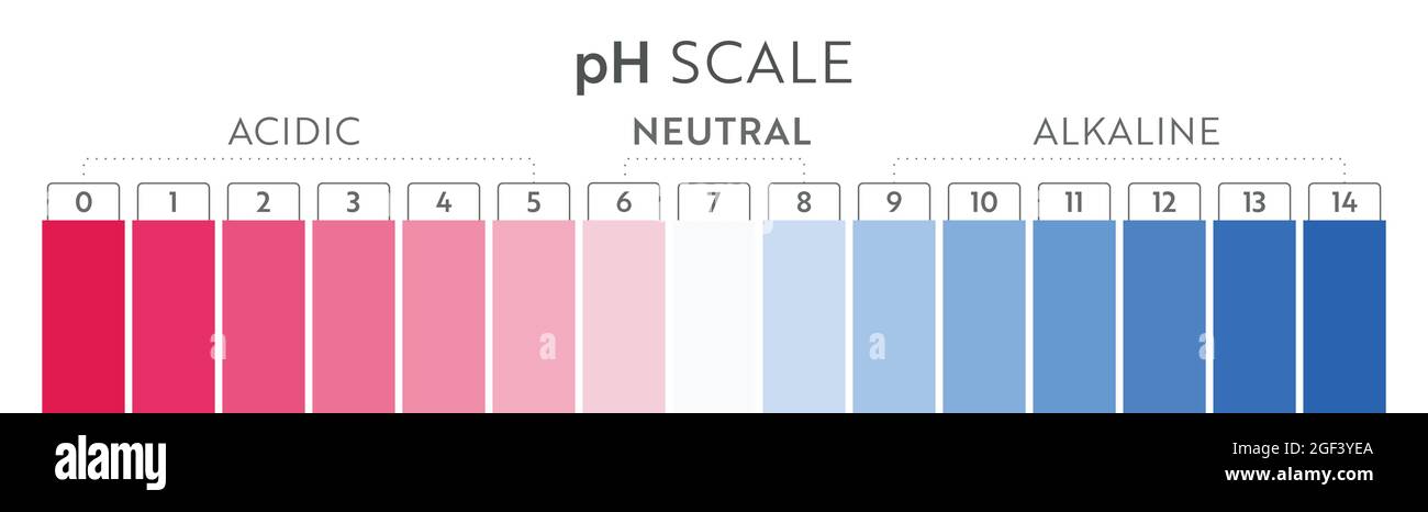 pH Value scale chart. Acid-base balance infographic. Education Poster Stock Vector Image & Art ...