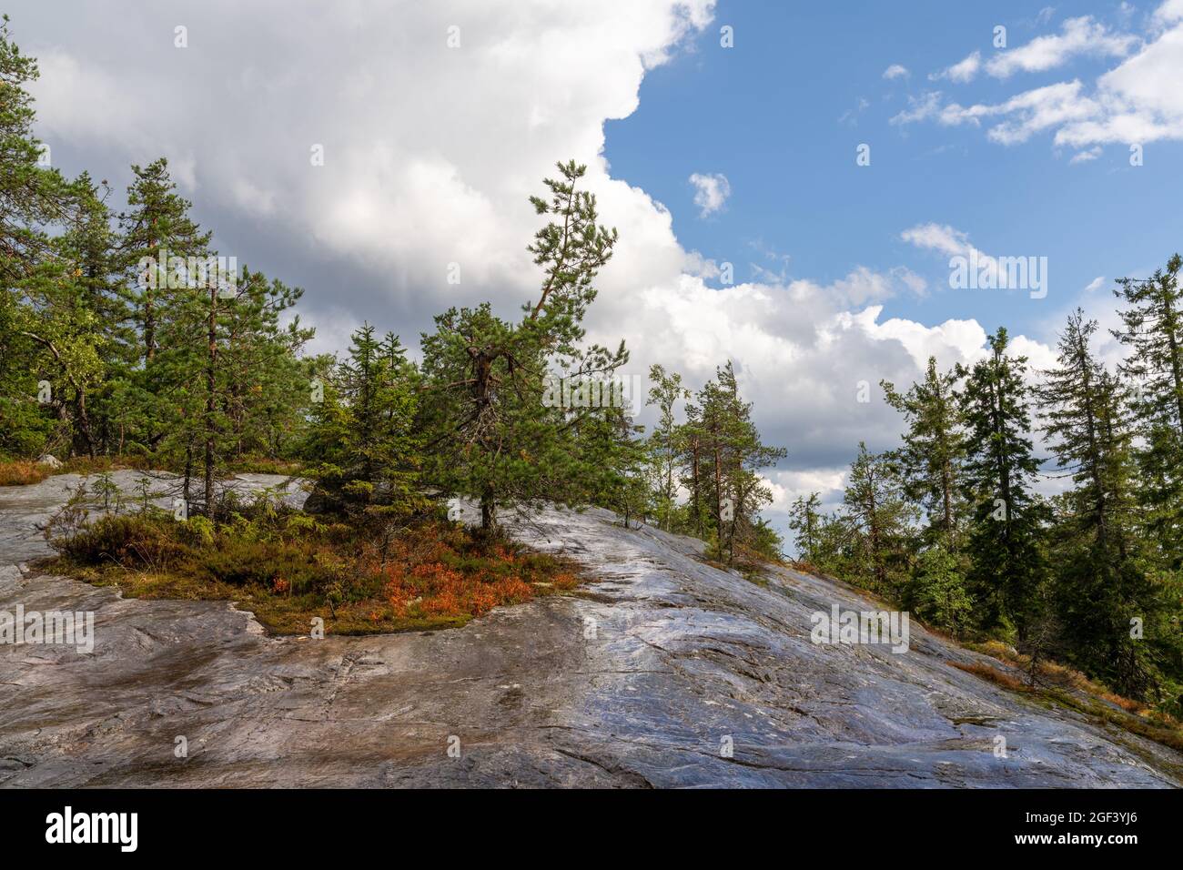 Taiga forest landscape hi-res stock photography and images - Alamy