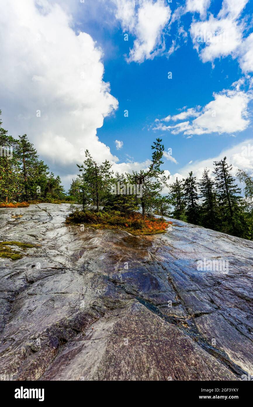 A boreal forest taiga finland hi-res stock photography and images - Alamy