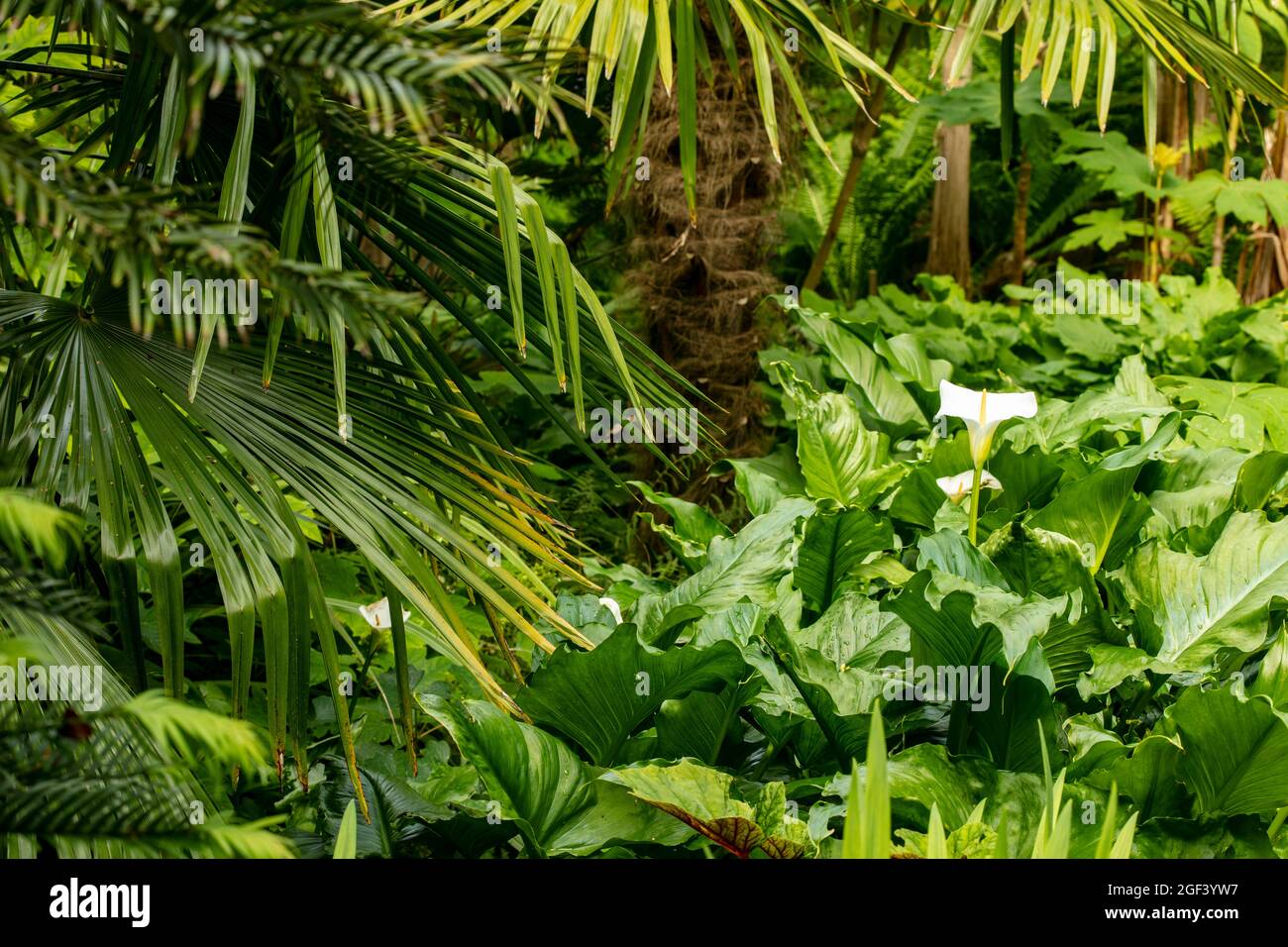 Enchanting single bloom of Calla Lilly, Zantedeschia aethiopica, arum ...