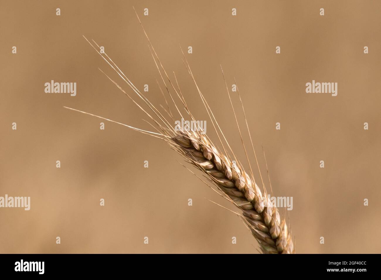 Barley (Hordeum vulgare Stock Photo - Alamy
