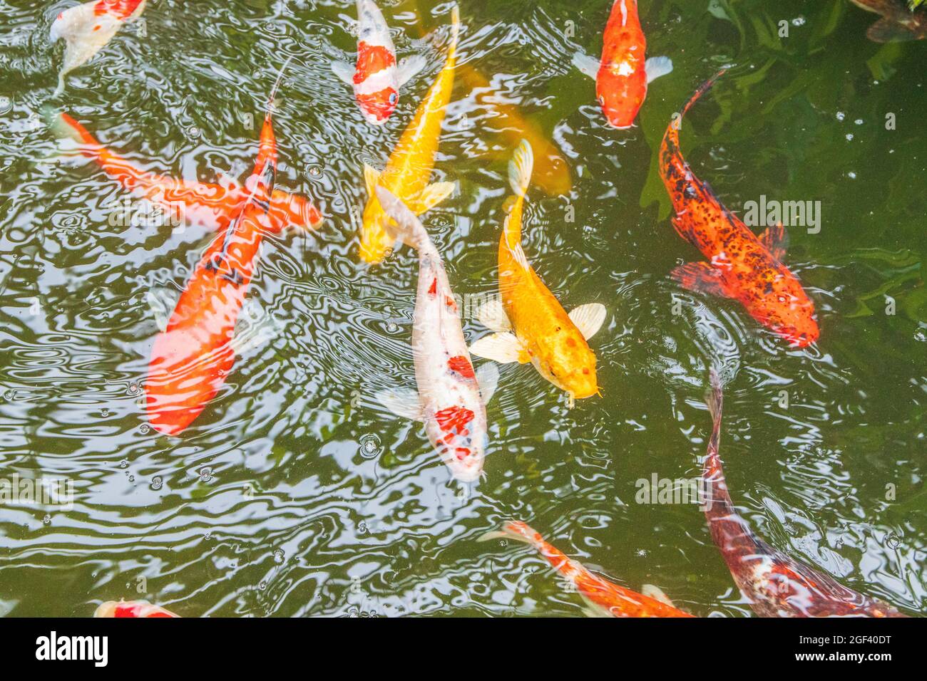 Koi carp fish in a pond Stock Photo - Alamy
