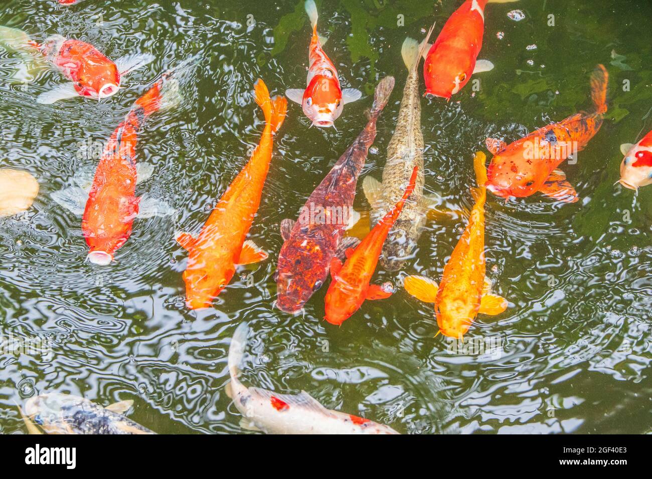 Koi carp in pond thai hi-res stock photography and images - Alamy