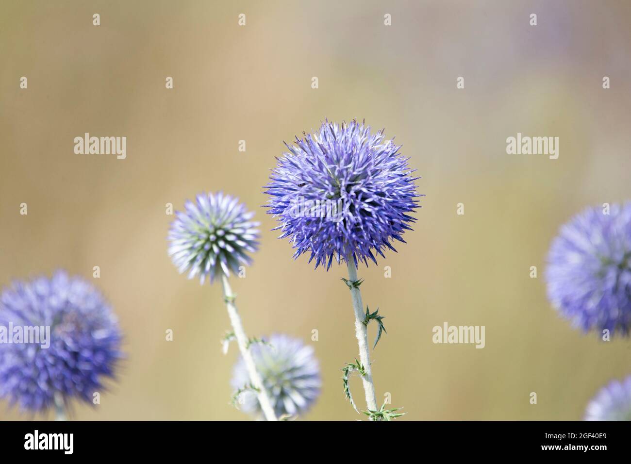 Echinops ruthenicus hi-res stock photography and images - Alamy