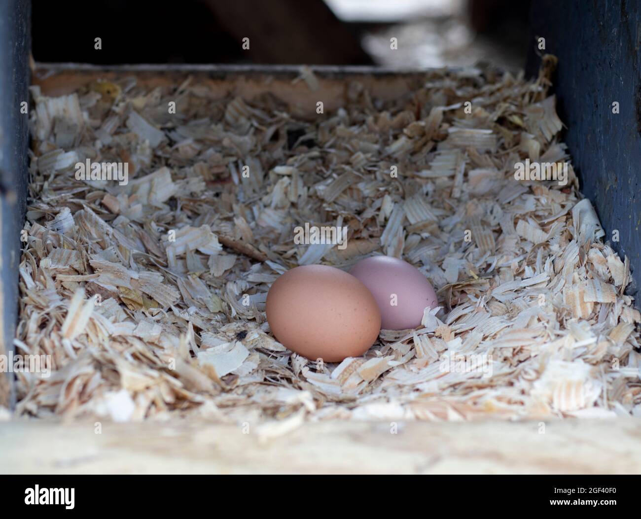 Freshly laid eggs on small town farm in Pennsylvania Stock Photo - Alamy