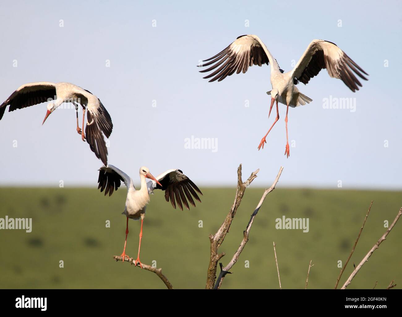 White storks in flight Stock Photo - Alamy