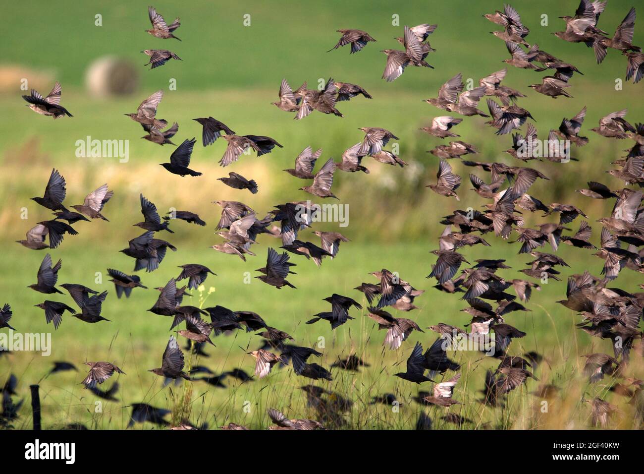 Flock of European starlings in flight Stock Photo - Alamy