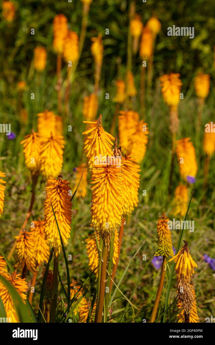 Stunning Kniphofia 'Bees' Sunset’, red-hot poker 'Bees' Sunset’. Bee ...