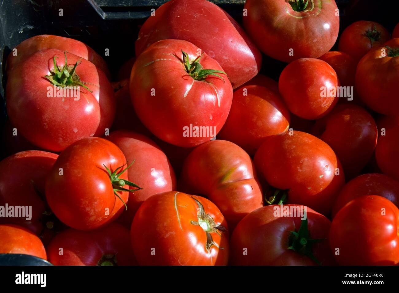 Closeup view on a pile of freshly picked ripe, red tomatoes of ...