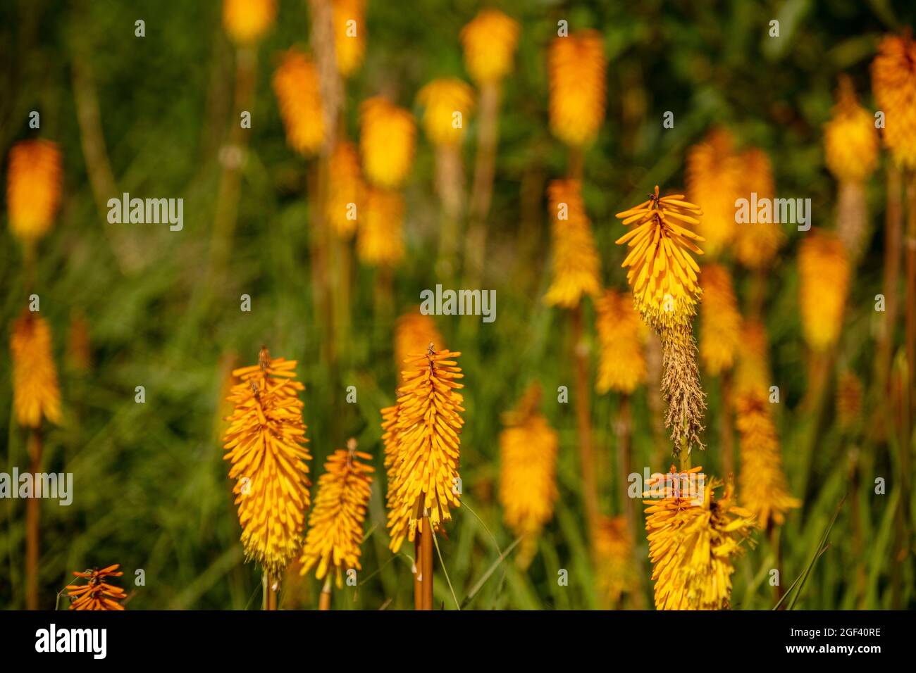 Stunning Kniphofia 'Bees' Sunset’, red-hot poker 'Bees' Sunset’. Bee ...