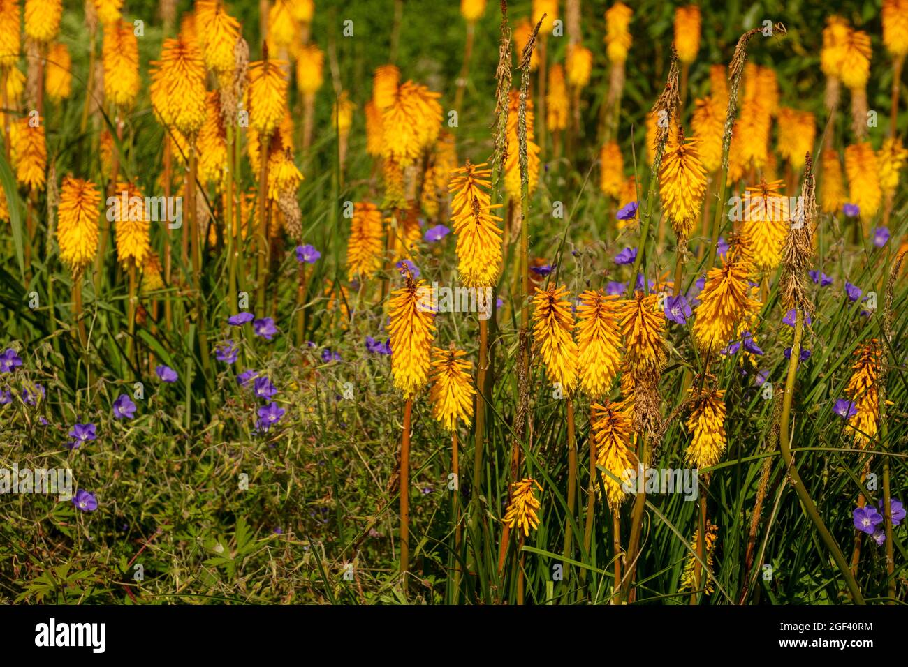 Stunning Kniphofia 'Bees' Sunset’, red-hot poker 'Bees' Sunset’. Bee ...