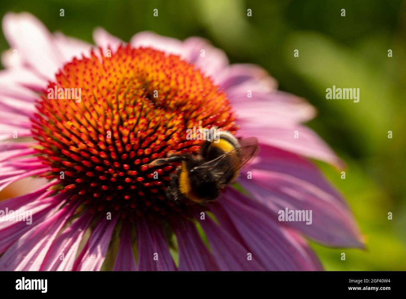 Outstanding Echinacea purpurea ‘Rubinstern’, purple coneflower ...