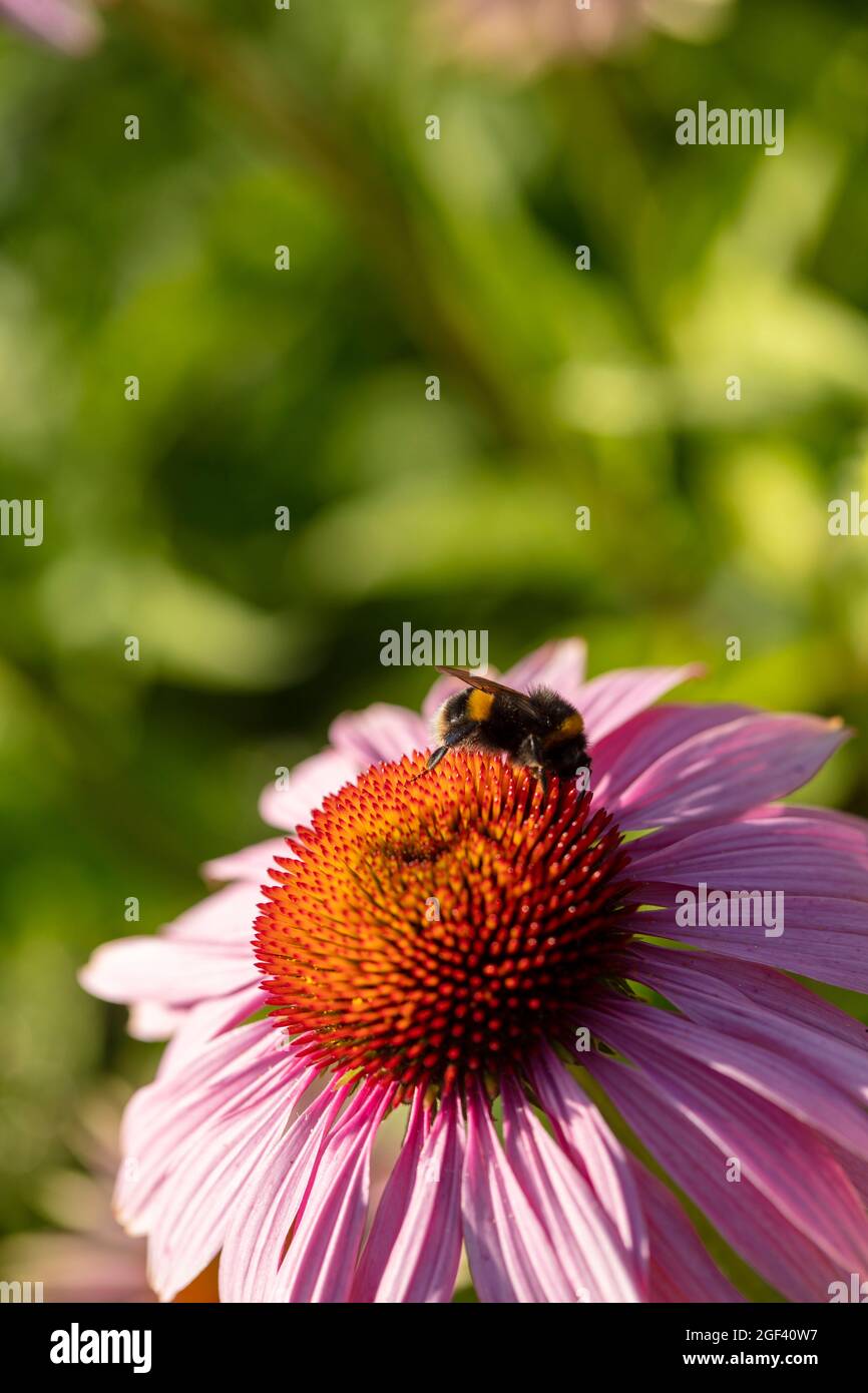 Outstanding Echinacea purpurea ‘Rubinstern’, purple coneflower ...