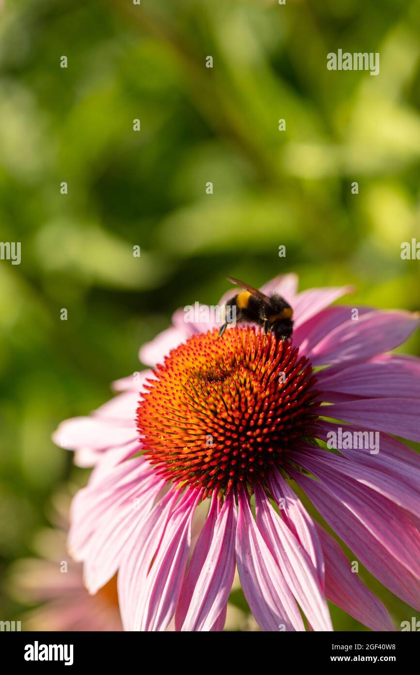 Outstanding Echinacea purpurea ‘Rubinstern’, purple coneflower ...