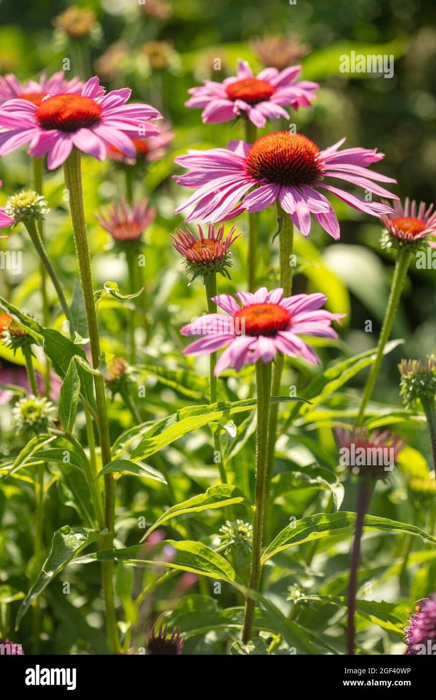 Outstanding Echinacea purpurea ‘Rubinstern’, purple coneflower ...