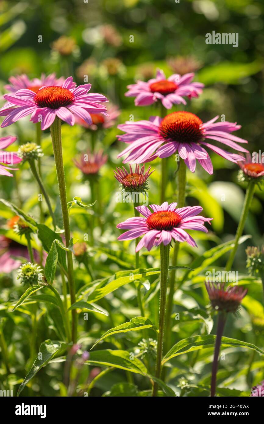 Outstanding Echinacea purpurea ‘Rubinstern’, purple coneflower ...