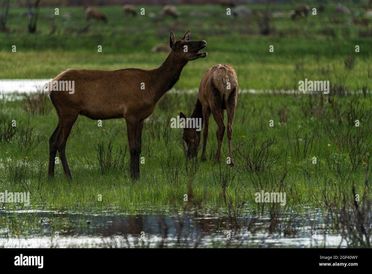 Colorado river headwaters hi-res stock photography and images - Alamy