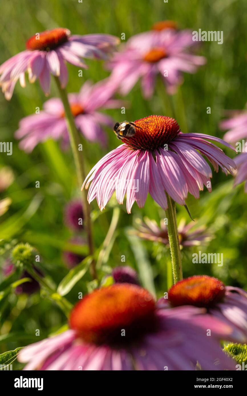 Outstanding Echinacea purpurea ‘Rubinstern’, purple coneflower ...
