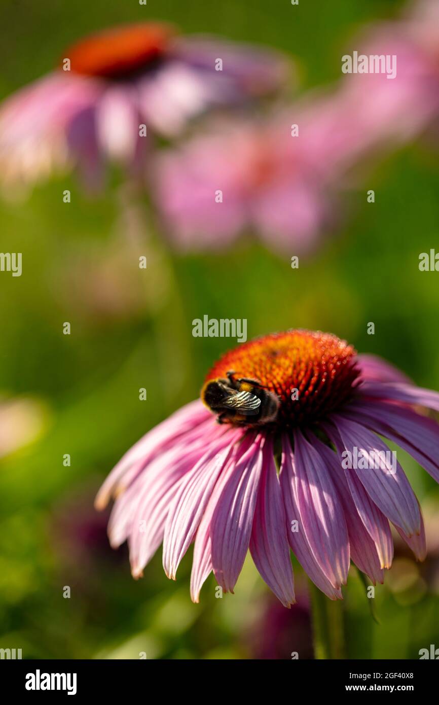 Outstanding Echinacea purpurea ‘Rubinstern’, purple coneflower ...