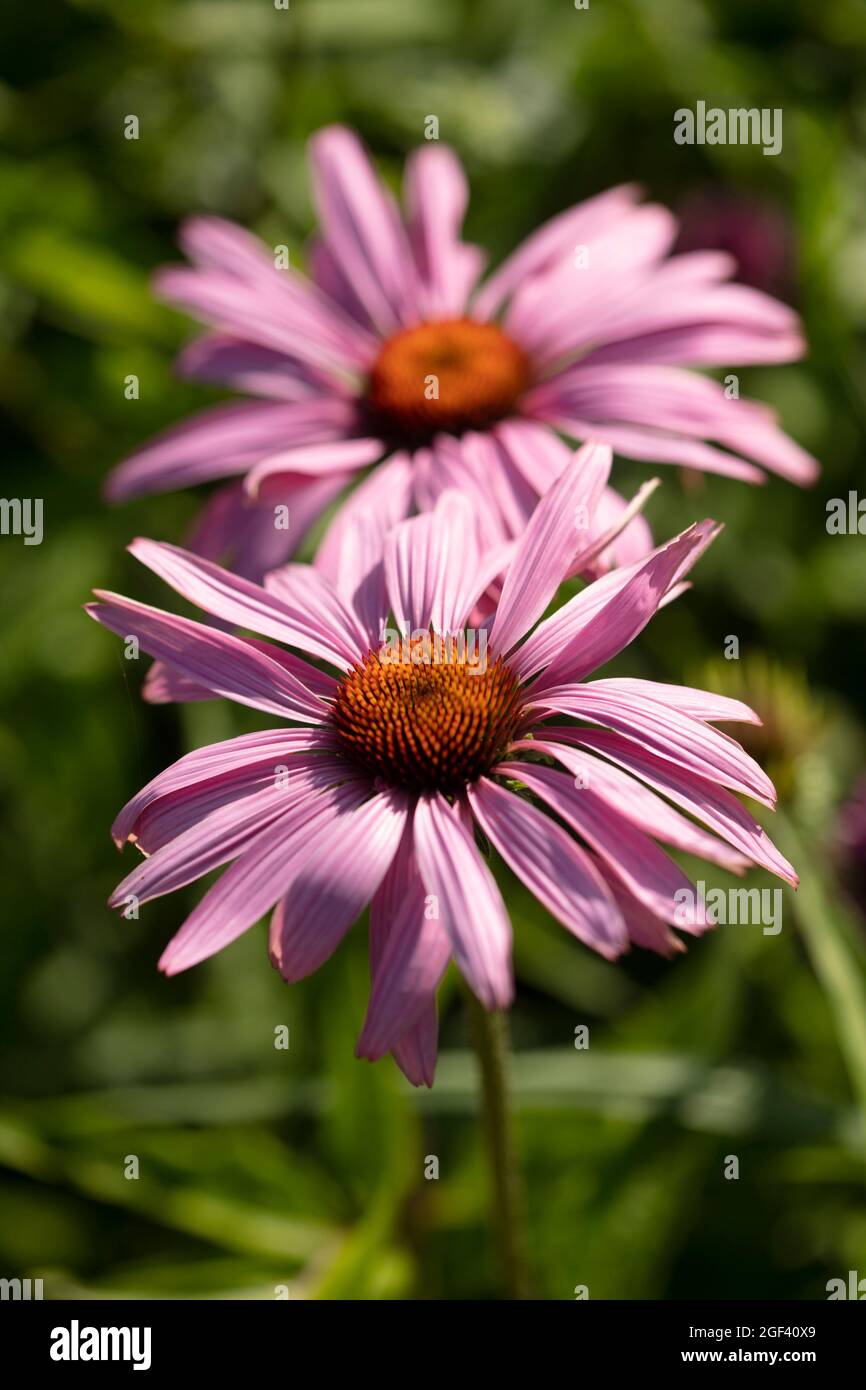 Outstanding Echinacea purpurea ‘Rubinstern’, purple coneflower ...