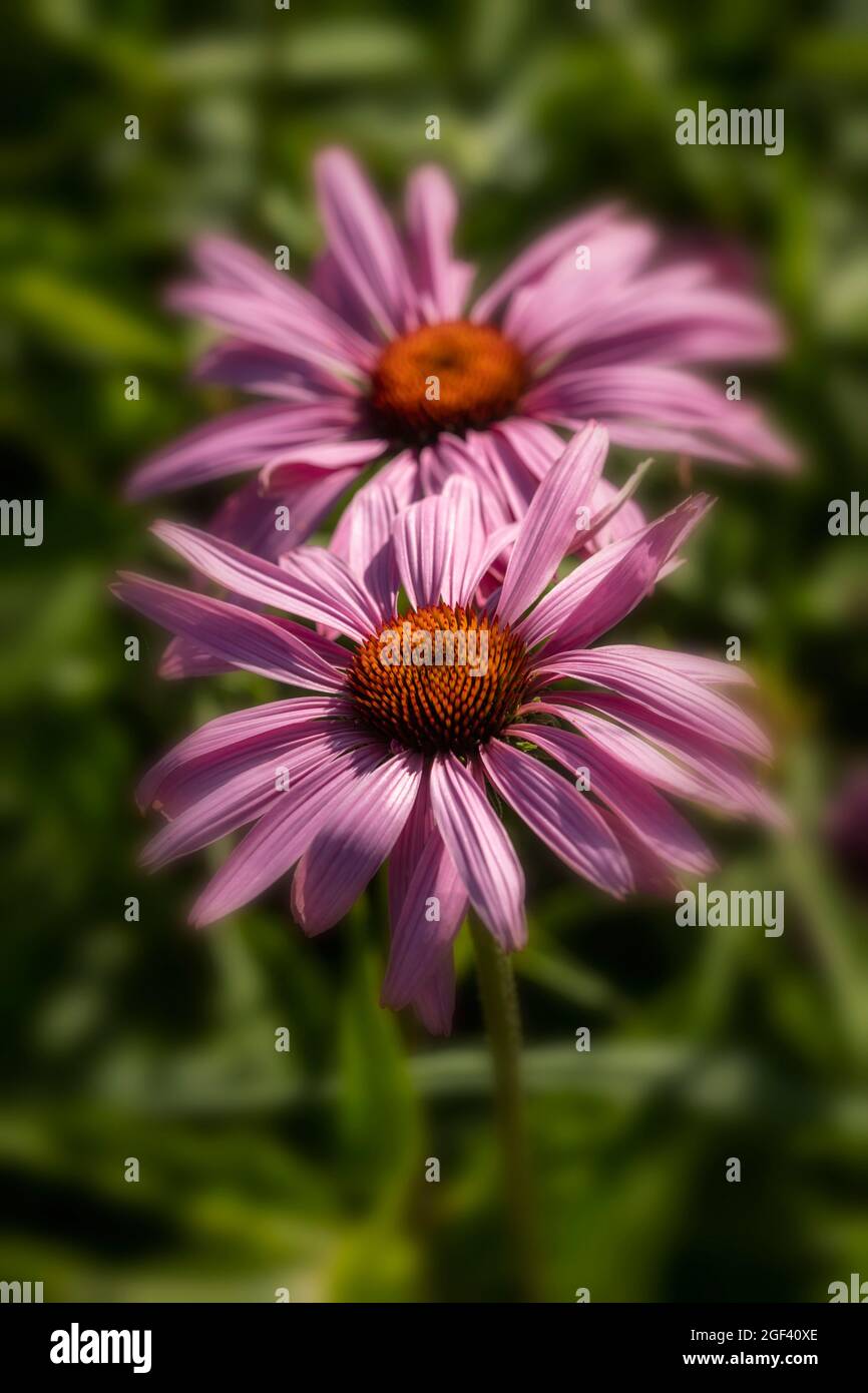 Outstanding Echinacea purpurea ‘Rubinstern’, purple coneflower ...