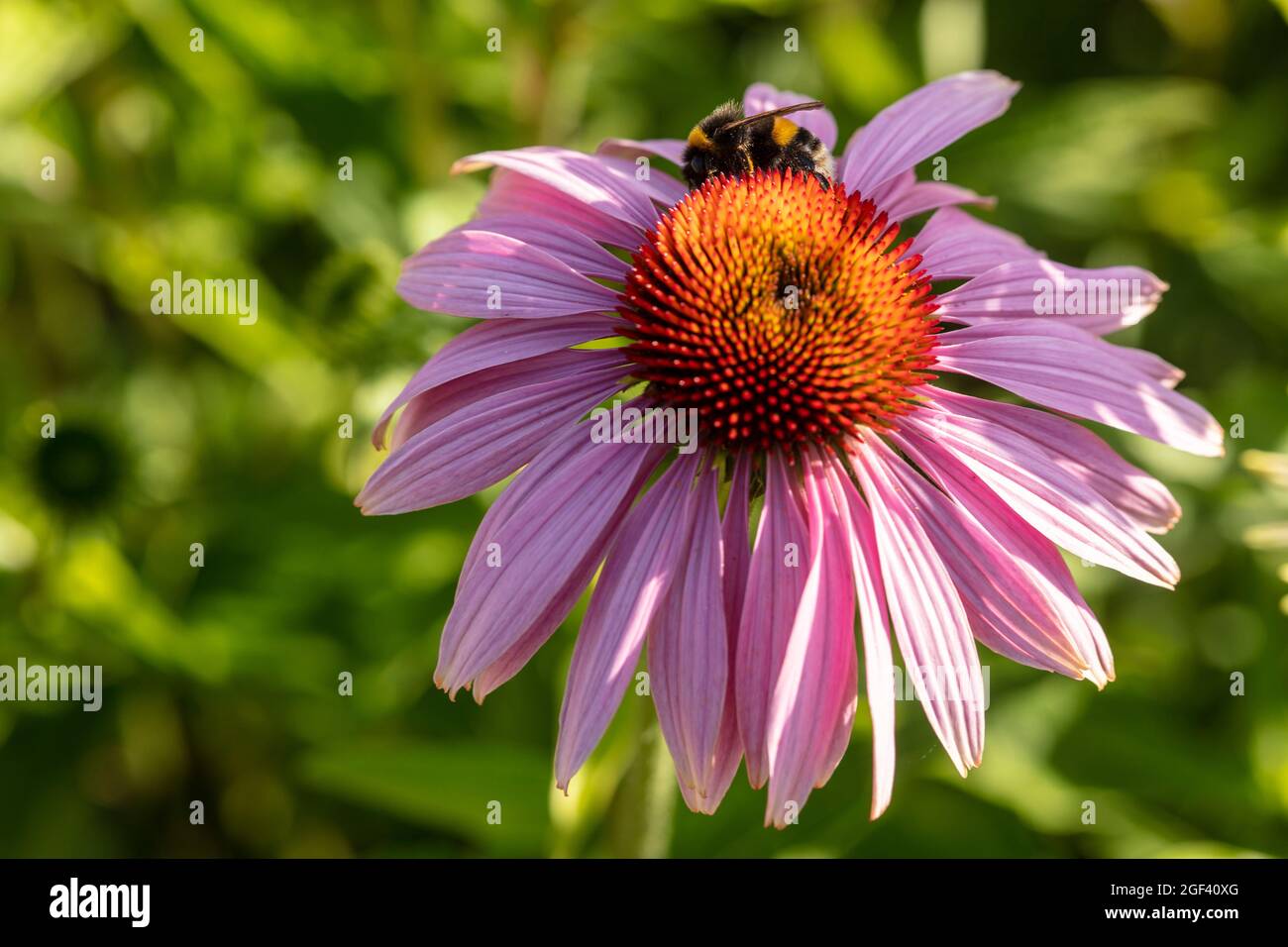 Outstanding Echinacea purpurea ‘Rubinstern’, purple coneflower ...