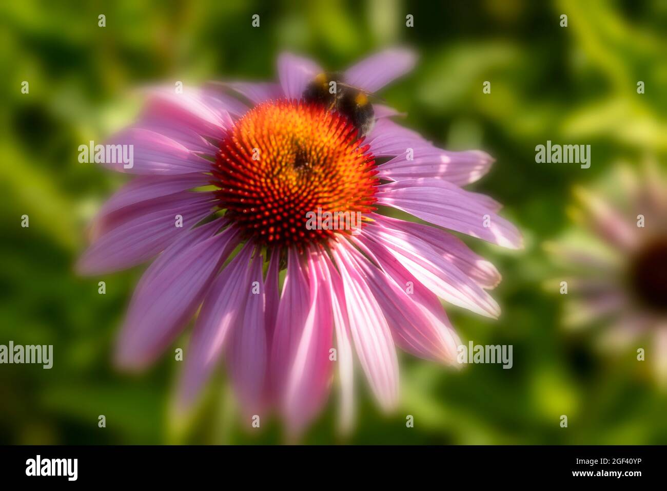 Outstanding Echinacea purpurea ‘Rubinstern’, purple coneflower ...