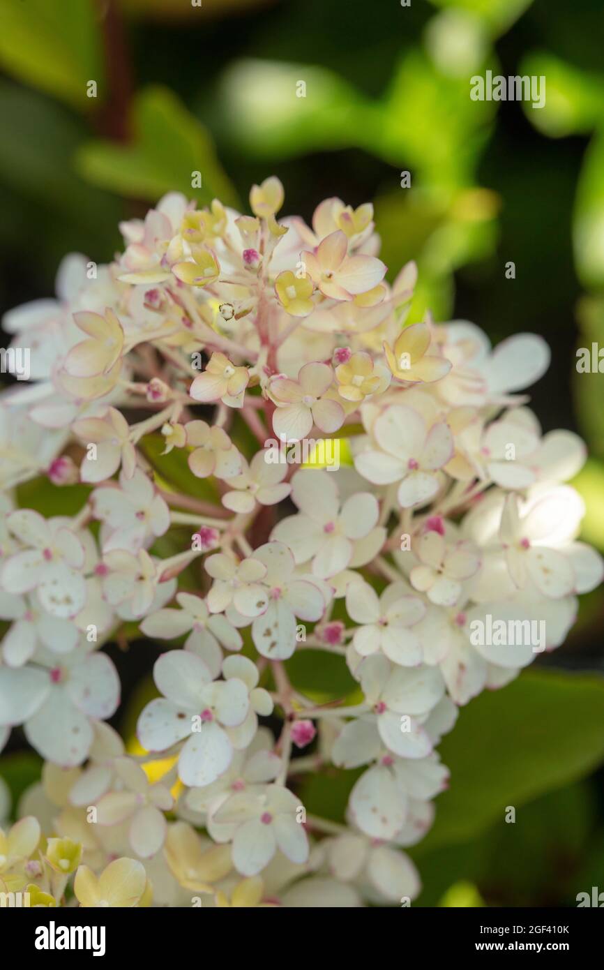 Dreamy Hydrangea paniculata ‘Candlelight’, Paniculate hydrangea ...