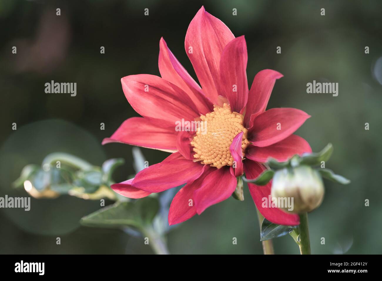 summer time flower Stock Photo - Alamy