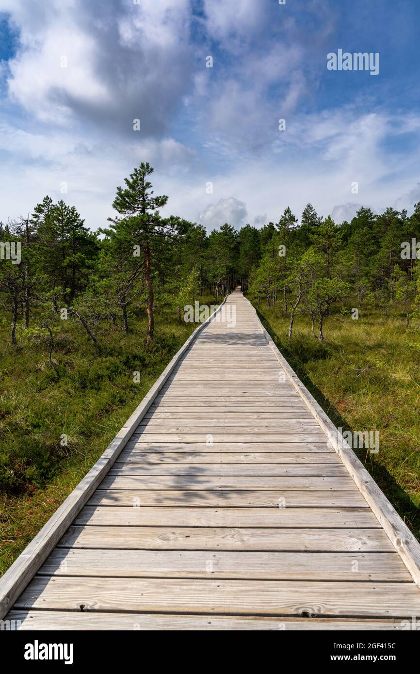 Viru bog trail hi-res stock photography and images - Alamy
