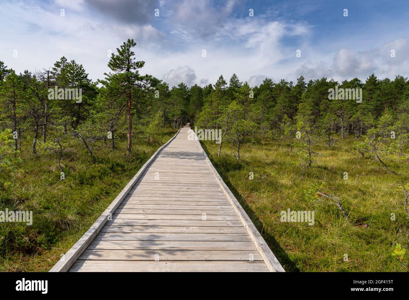Viru bog trail hi-res stock photography and images - Alamy