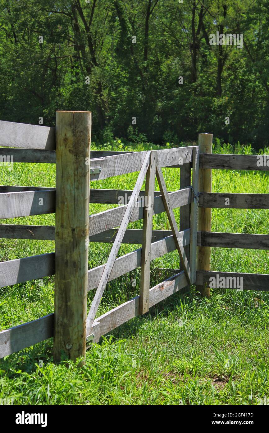 Tranquil green overgrown pasture on a bright sunny summer day Stock ...