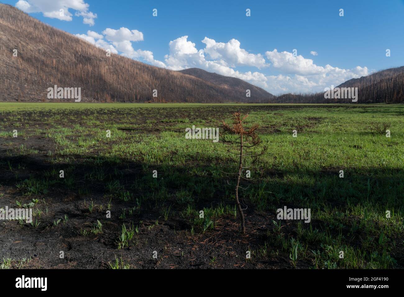 Damage from the East Troublesome Fire in 2020. Big Meadows, near Grand ...