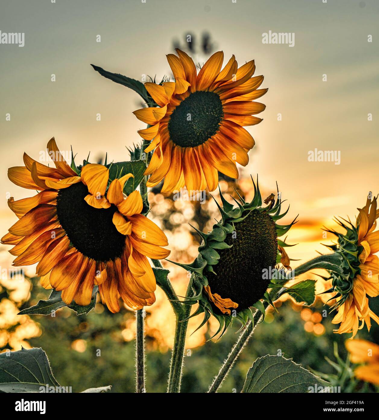 summer time flower Stock Photo - Alamy