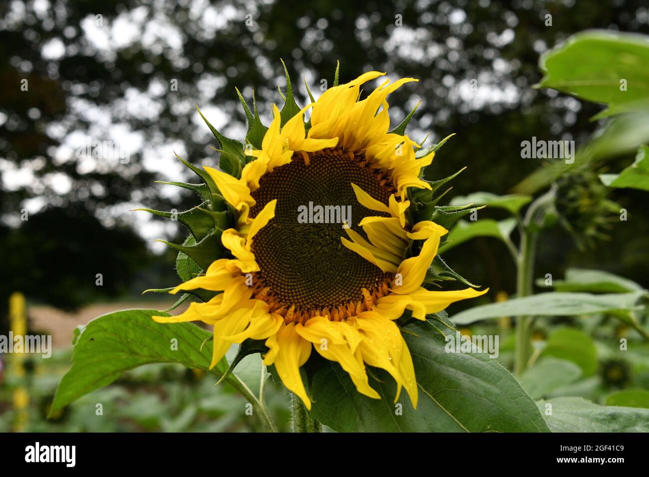 Sunflowers Helianthus uk Stock Photo - Alamy