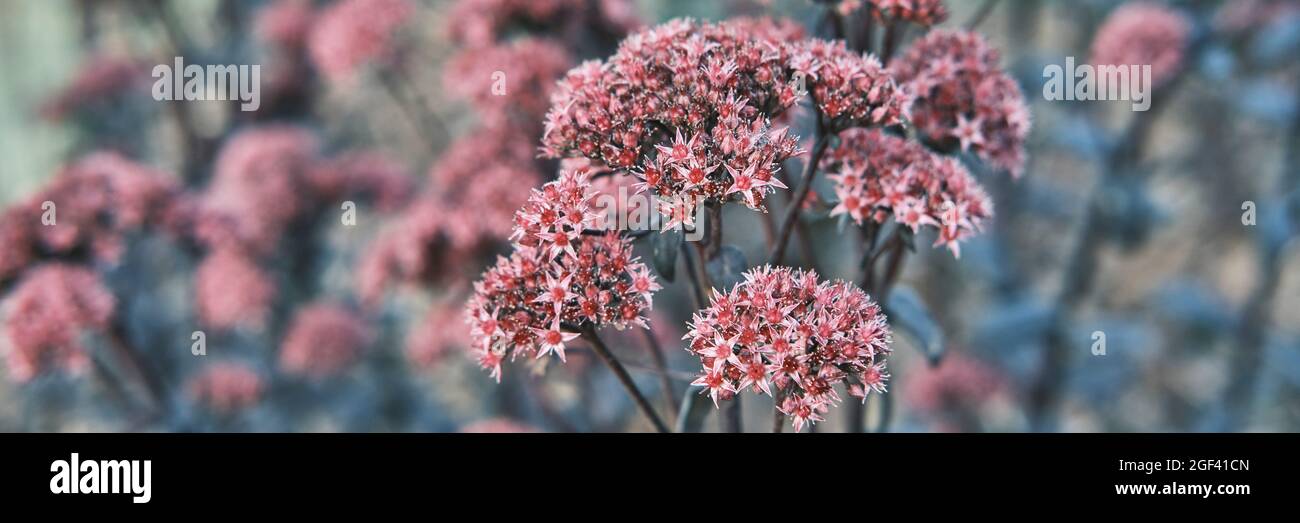 Coral Sedum, floral background Stock Photo - Alamy