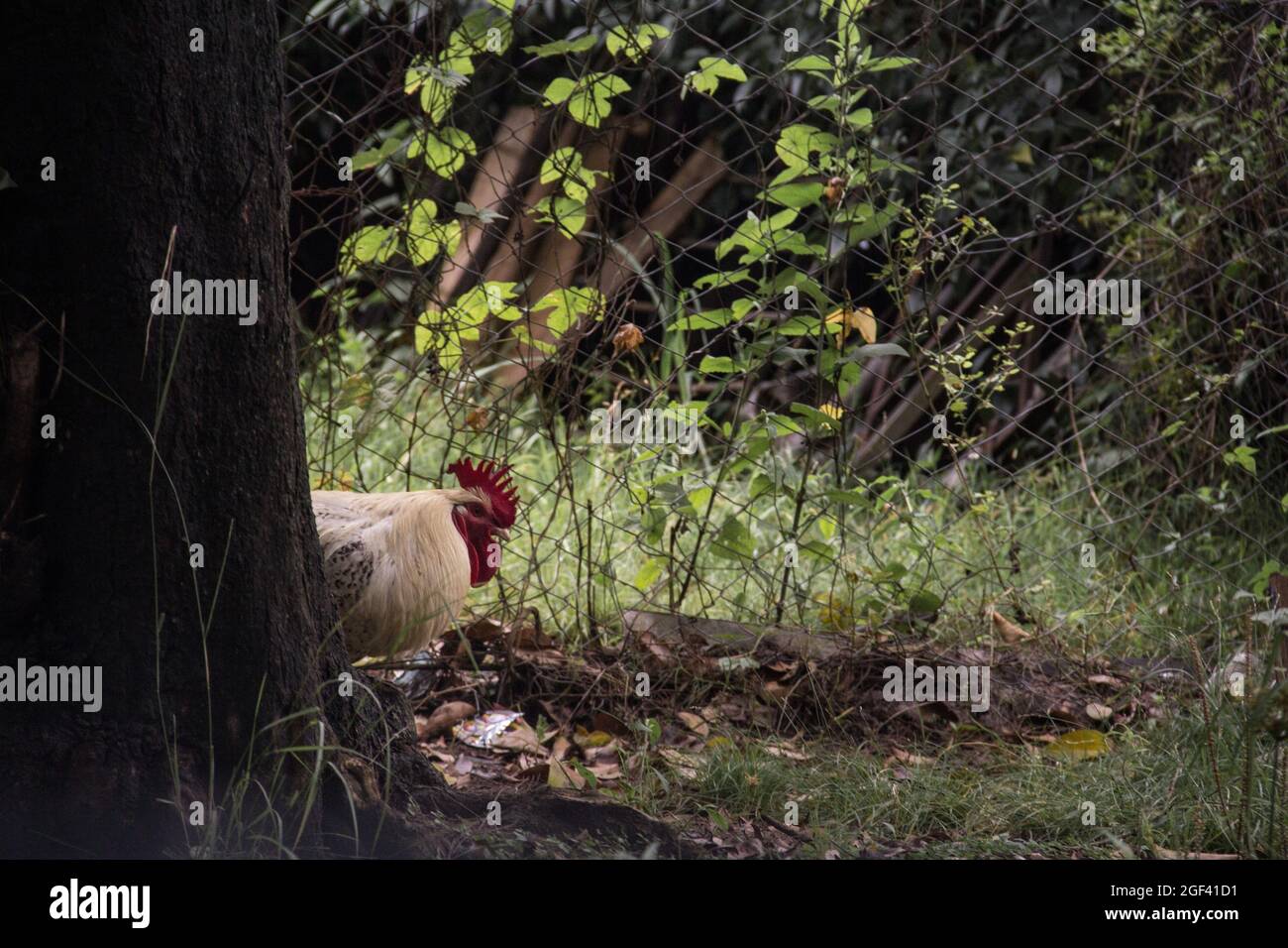 Closeup shot of a rooster walking on the ground under the tree Stock ...