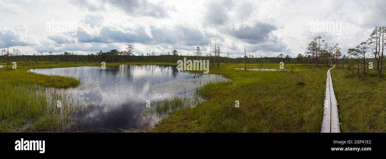 A panorama view of a peat bog landscape and marsh with a wooden ...