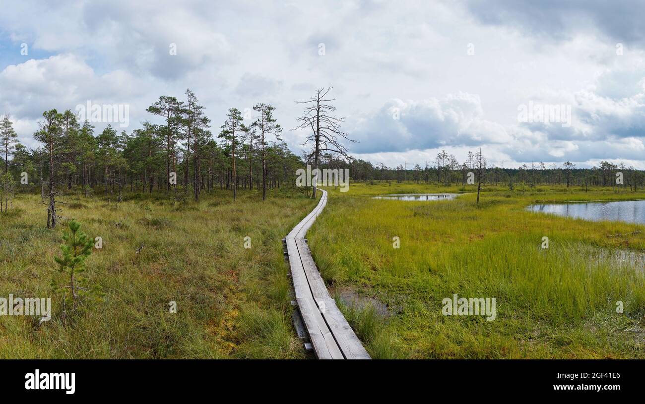 A wooden boardwalk nature trail leading through a peat bog landscape ...