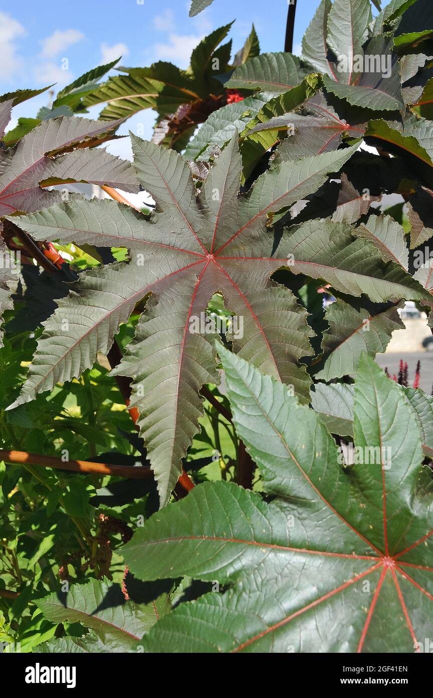 castor bean, castor oil plant, Wunderbaum, Rizinus, ricin commun ...